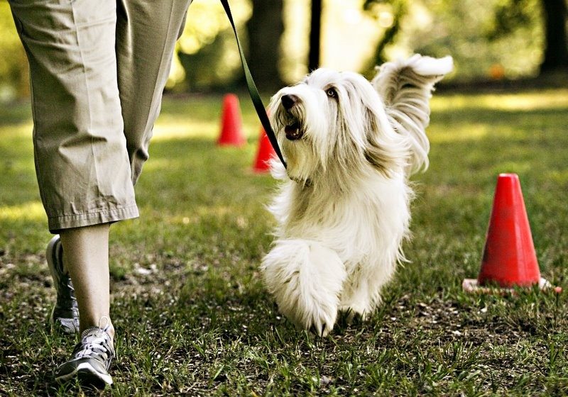 Dog Training Classes - Canine Paradise Dog Training Classes - Canine Paradise